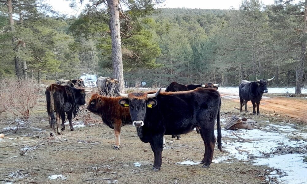 Expectativas y retos de la renaturalización en España - Rewilding Spain