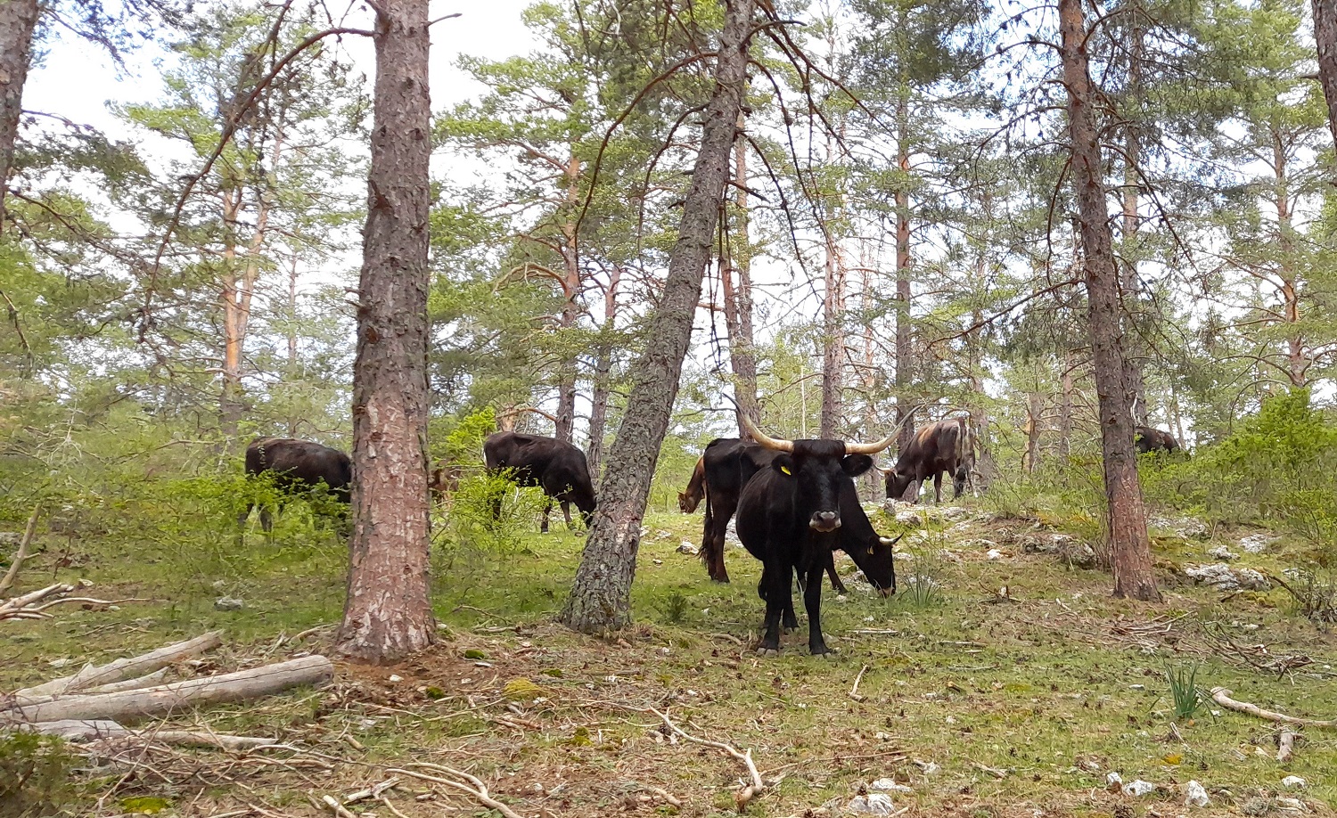 Tauros: the return of large ancestral herbivores to Sierra de ...