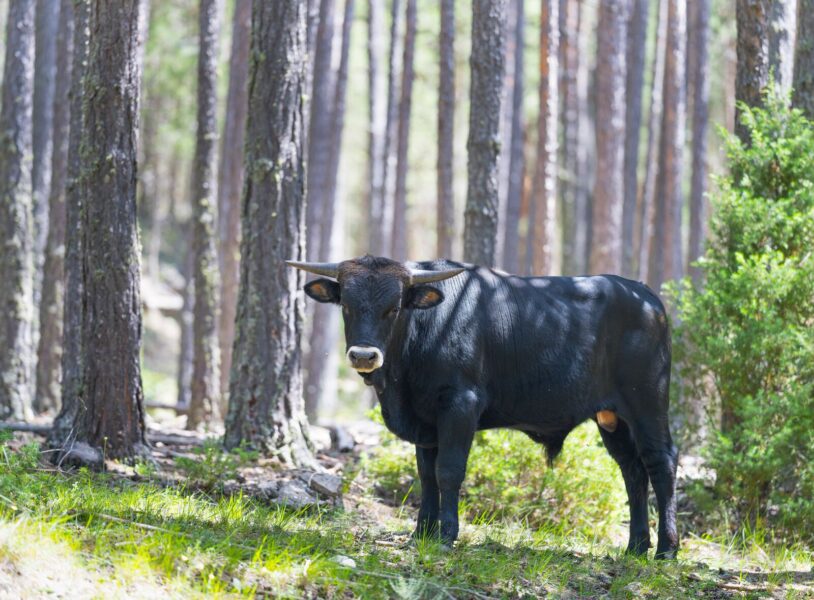 The European Wildlife Comeback Fund enhances the comeback of keystone ...