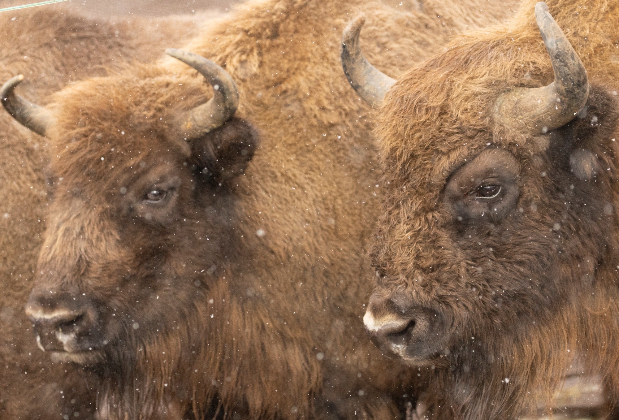 Pioneering study on European bison in the Iberian Highlands - Rewilding ...