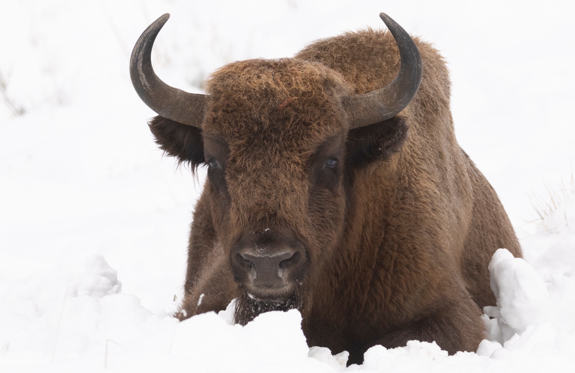 Pioneering study on European bison in the Iberian Highlands - Rewilding ...
